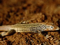 Reptiles - Capitol Reef National Park (U.S. National Park Service)
