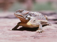 Reptiles - Capitol Reef National Park (U.S. National Park Service)