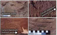 Triassic Tracks in the Moenkopi Formation - Capitol Reef National Park ...