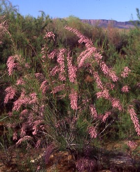 Invasive Plants - Capitol Reef National Park (U.S. National Park Service)