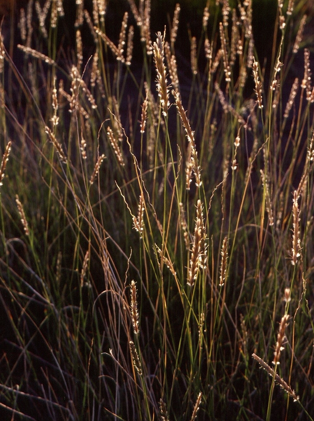 Grasses - Capitol Reef National Park (U.S. National Park Service)