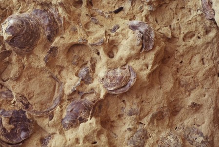 Fossils - Capitol Reef National Park (U.S. National Park Service)