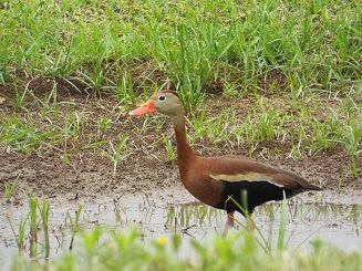 Birds - Cane River Creole National Historical Park (U.S. National Park ...