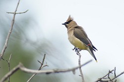 Birds - Cane River Creole National Historical Park (U.S. National Park ...