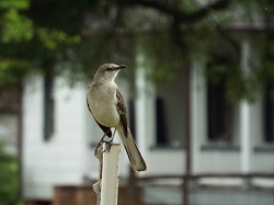 Birds - Cane River Creole National Historical Park (U.S. National Park ...