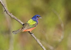 Birds - Cane River Creole National Historical Park (U.S. National Park ...