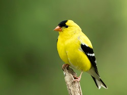 Birds - Cane River Creole National Historical Park (U.S. National Park ...