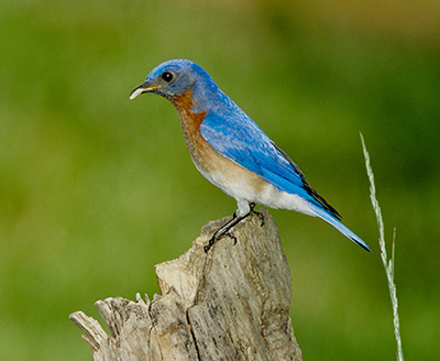 Birds and Poetry - Carl Sandburg Home National Historic Site (U.S ...