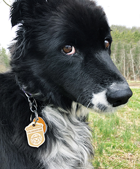 BARK Ranger - Carl Sandburg Home National Historic Site (U.S. National ...