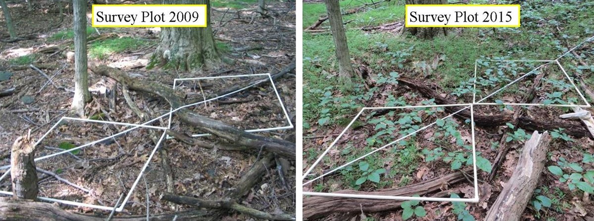 White-tailed Deer Management - Catoctin Mountain Park (U.S. National ...