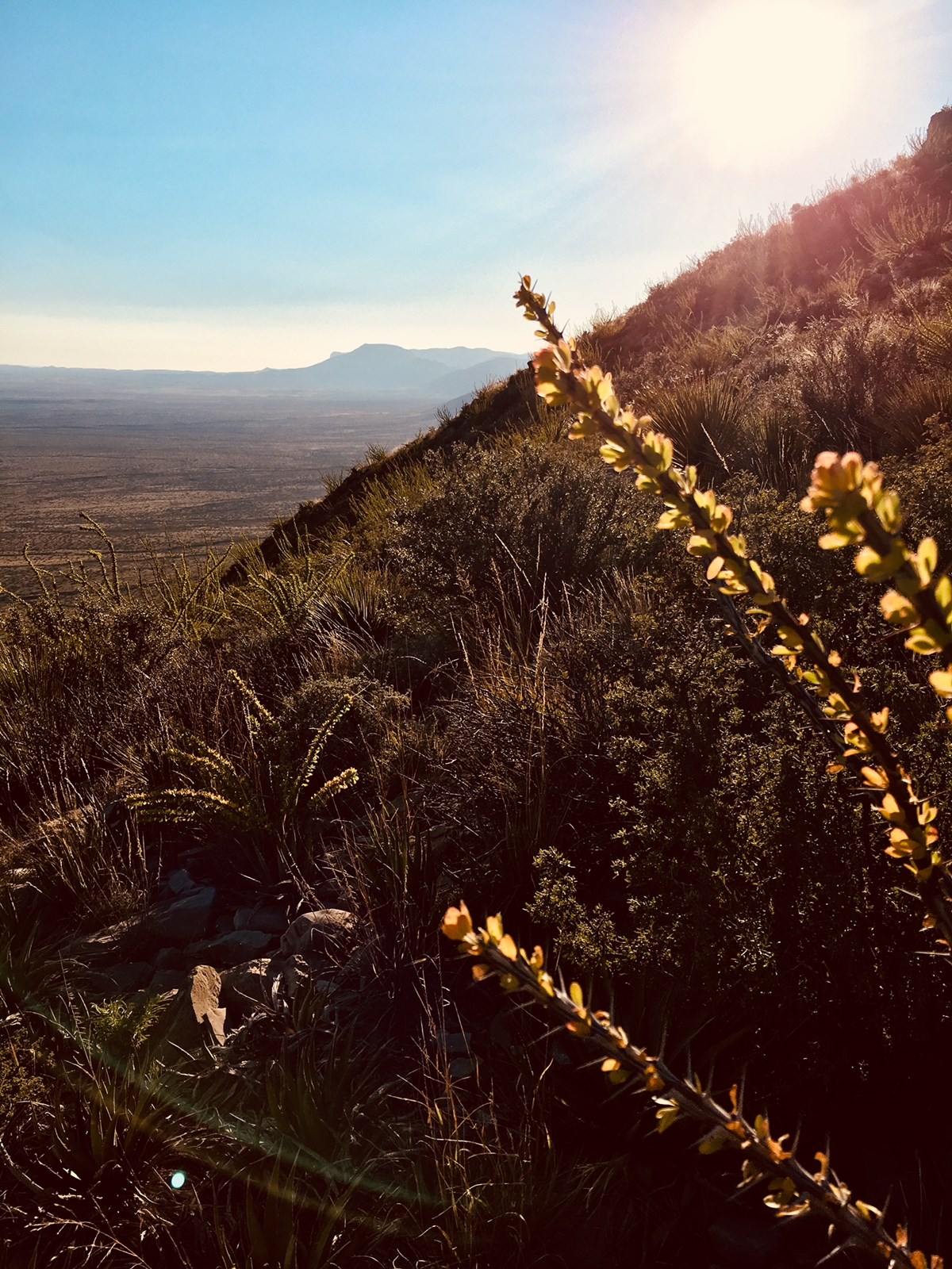Yucca Canyon - Carlsbad Caverns National Park (U.S. National Park Service)