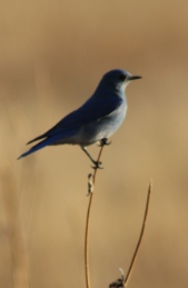 Birds - Capulin Volcano National Monument (U.S. National Park Service)