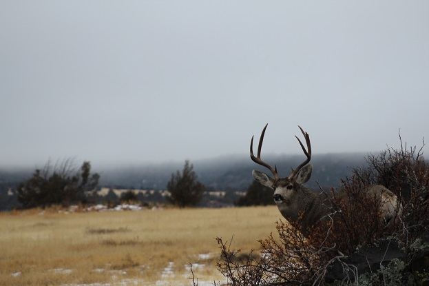 Mammals - Capulin Volcano National Monument (U.S. National Park Service)