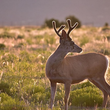 Animals - Capulin Volcano National Monument (U.S. National Park Service)