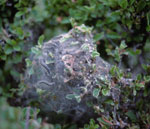 Insects - Capulin Volcano National Monument (U.S. National Park Service)
