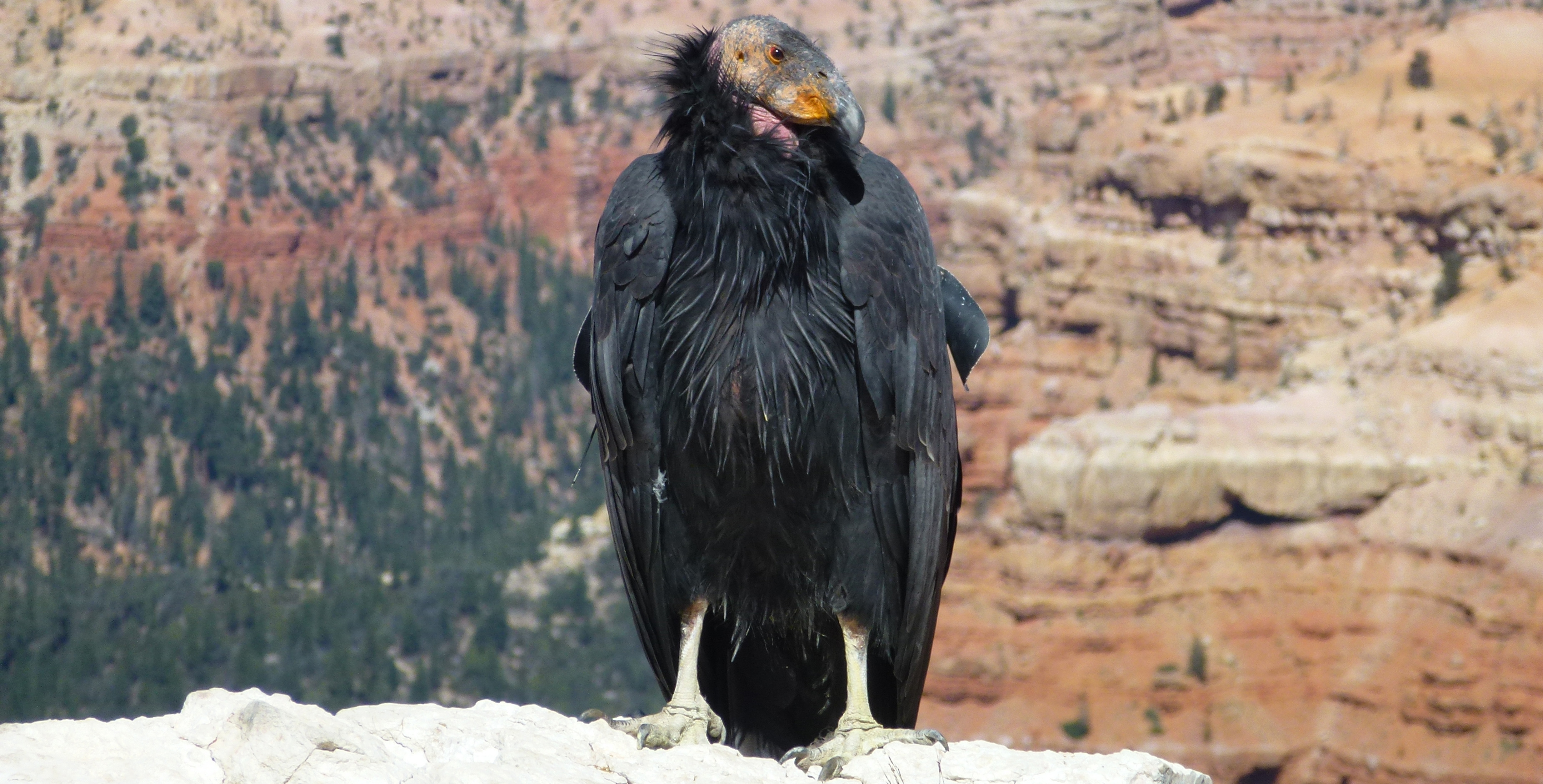California Condor - Cedar Breaks National Monument (U.S. National Park ...