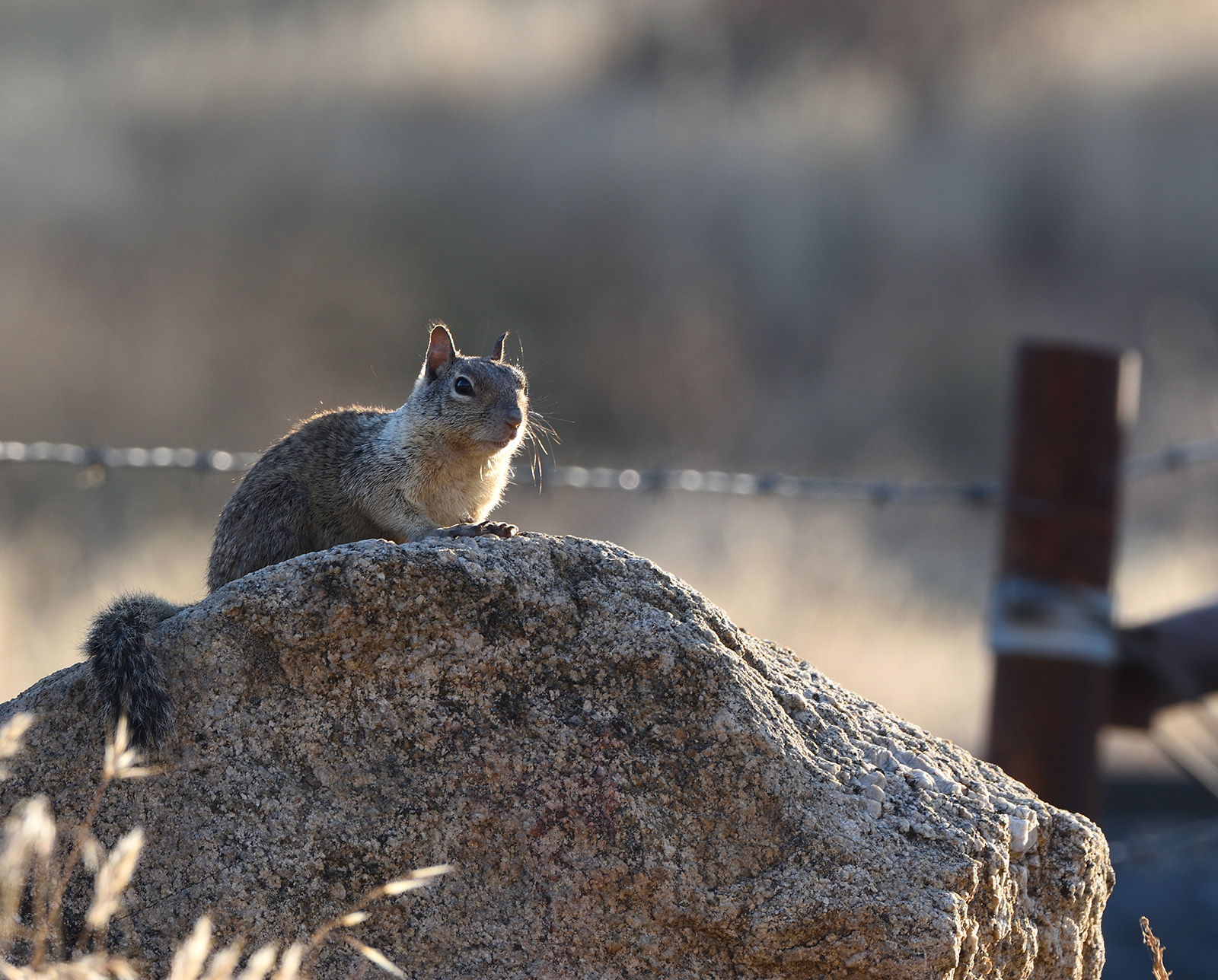 Animals - César E. Chávez National Monument (U.S. National Park Service)