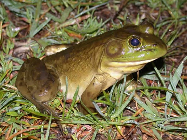 Bullfrog - Chattahoochee River National Recreation Area (U.S. National ...