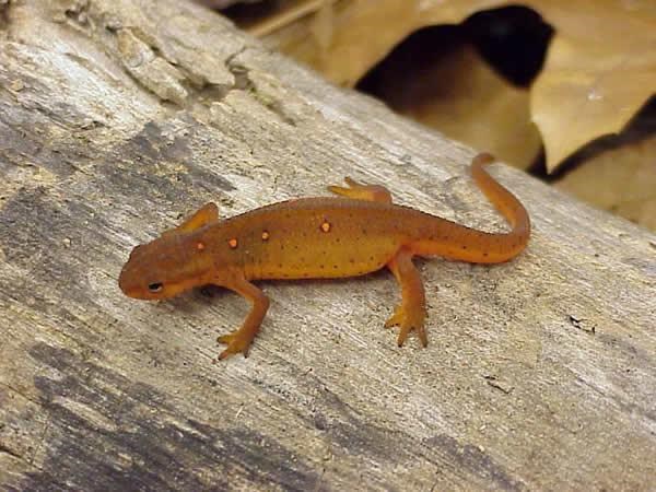 Eastern Newt - Chattahoochee River National Recreation Area (U.S ...