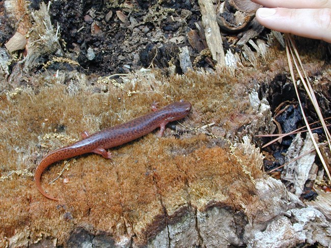 Southern Red-Backed Salamander - Chattahoochee River National ...