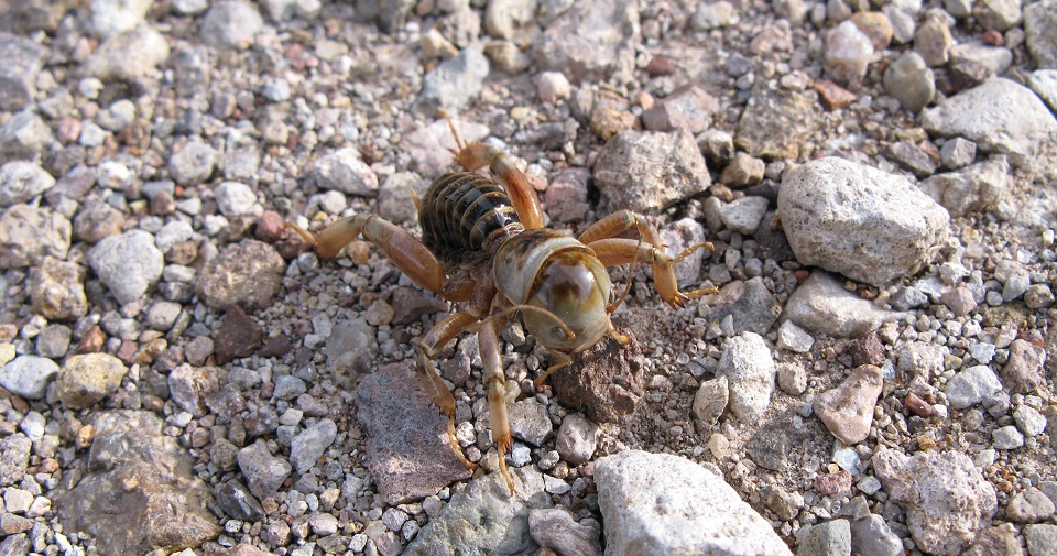 Invertebrates - Chiricahua National Monument (U.S. National Park Service)