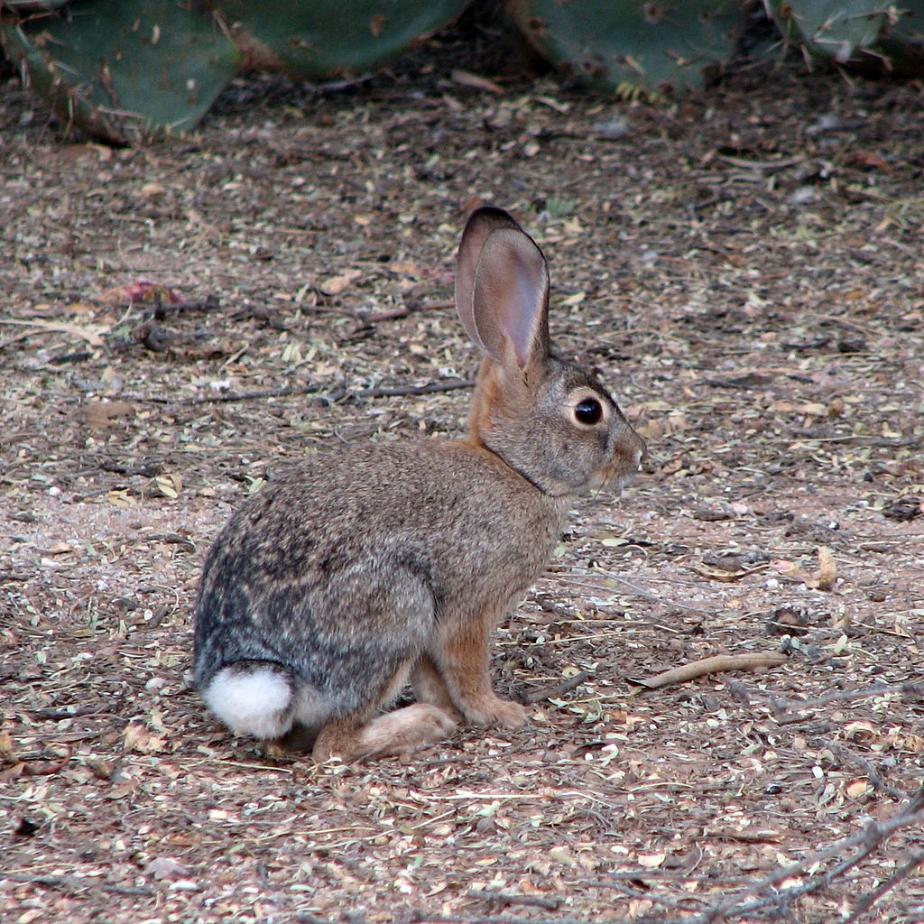 Mammals - Chiricahua National Monument (U.S. National Park Service)