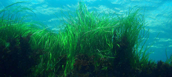 Seagrass Beds - Channel Islands National Park (U.S. National Park Service)
