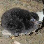 Seabirds & Shorebirds - Channel Islands National Park (U.S. National ...