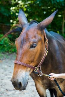 Meet the Mules - Chesapeake & Ohio Canal National Historical Park (U.S ...