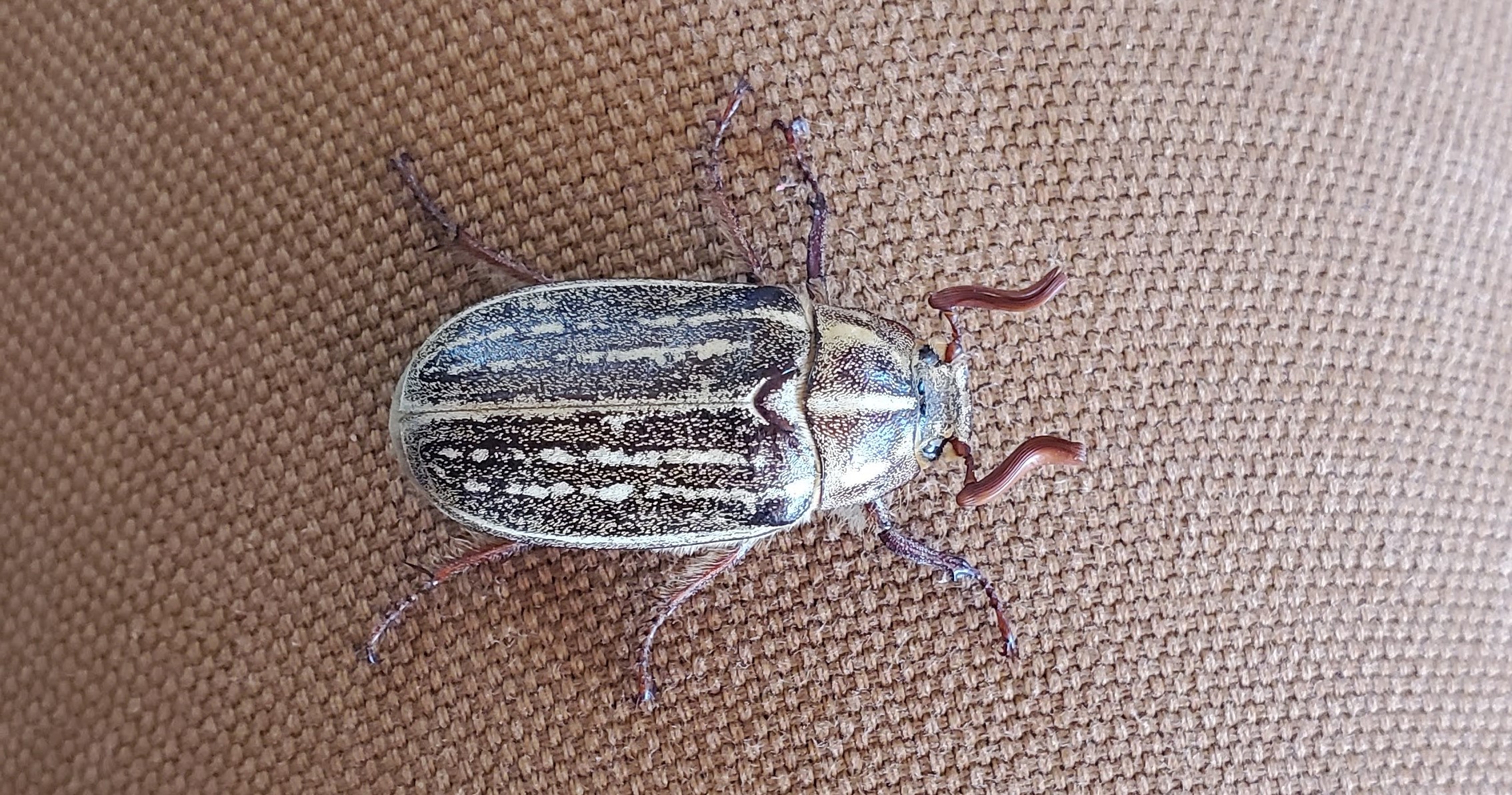 Insects & Other Arthropods - Colorado National Monument (U.S. National ...