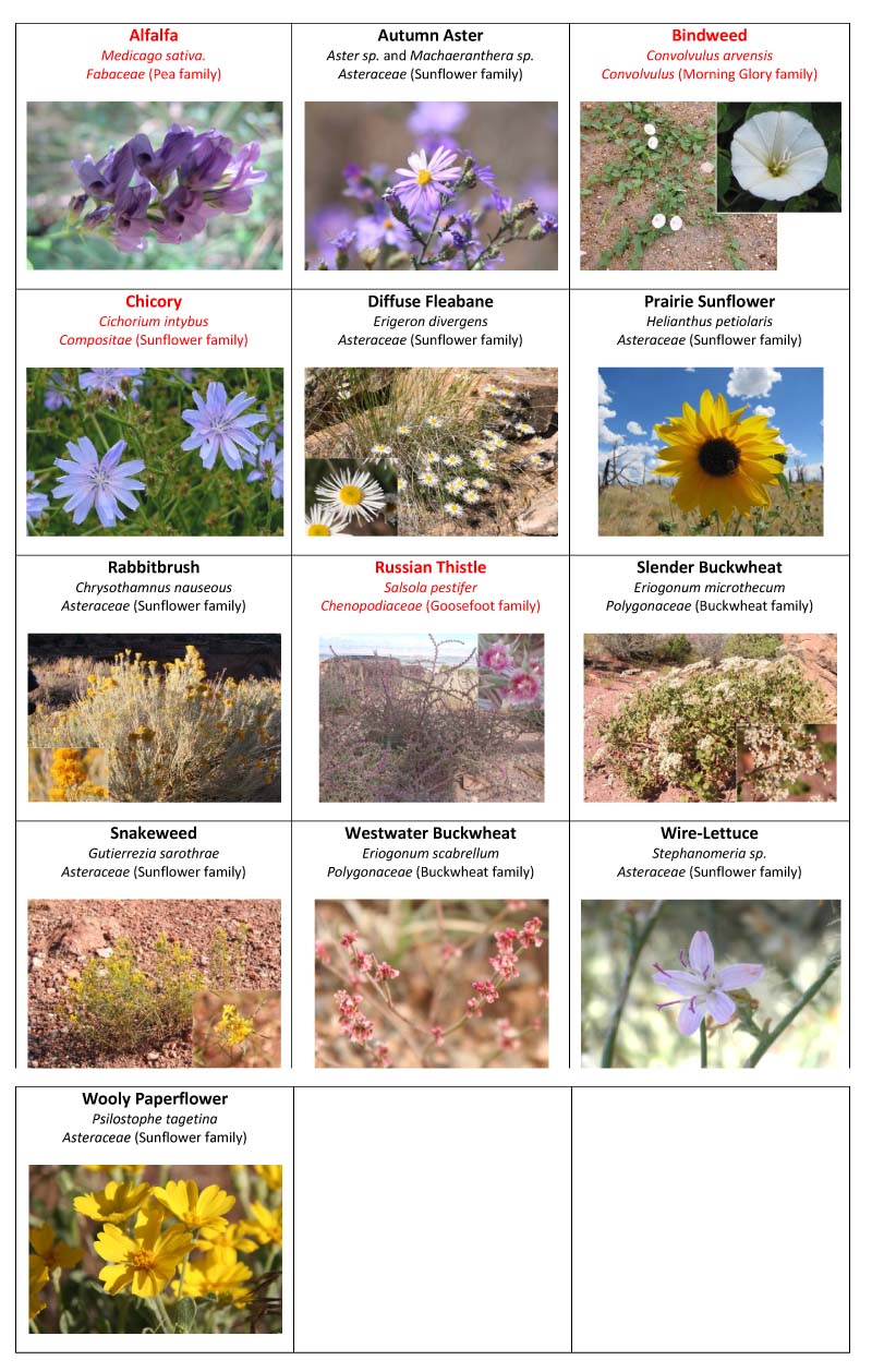 September Blooms - Colorado National Monument (U.S. National Park Service)