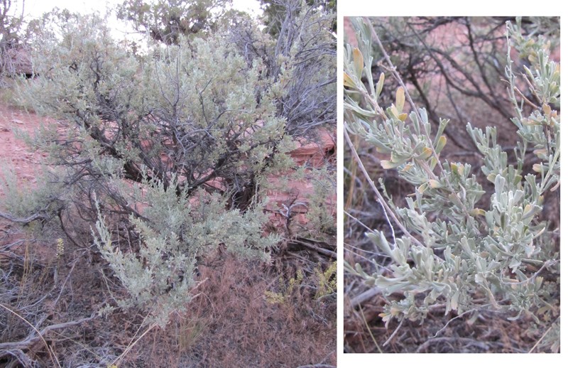 Big Sagebrush - Colorado National Monument (U.S. National Park Service)