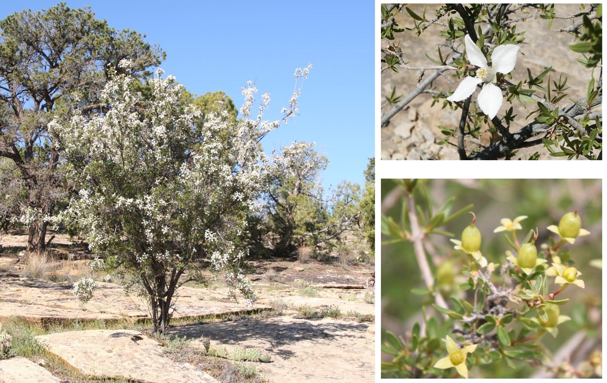 Fendlerbush - Colorado National Monument (U.S. National Park Service)