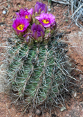 Cacti / Desert Succulents - Colorado National Monument (U.S. National ...
