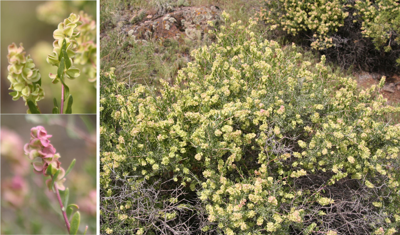Four-Wing Saltbush - Colorado National Monument (U.S. National Park ...