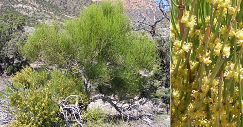 Mormon Tea - Colorado National Monument (U.S. National Park Service)