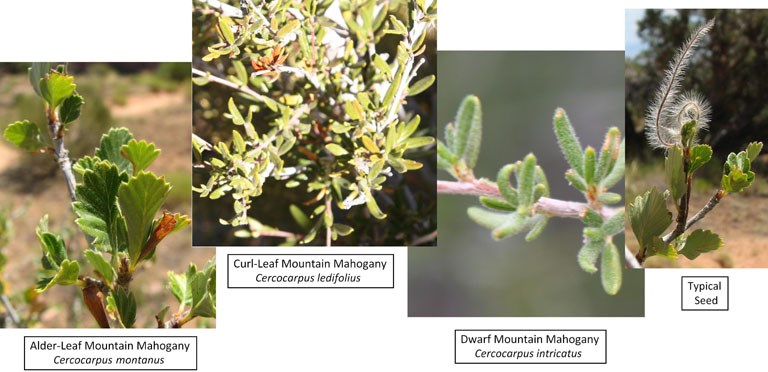 Mountain Mahogany - Colorado National Monument (U.S. National Park Service)
