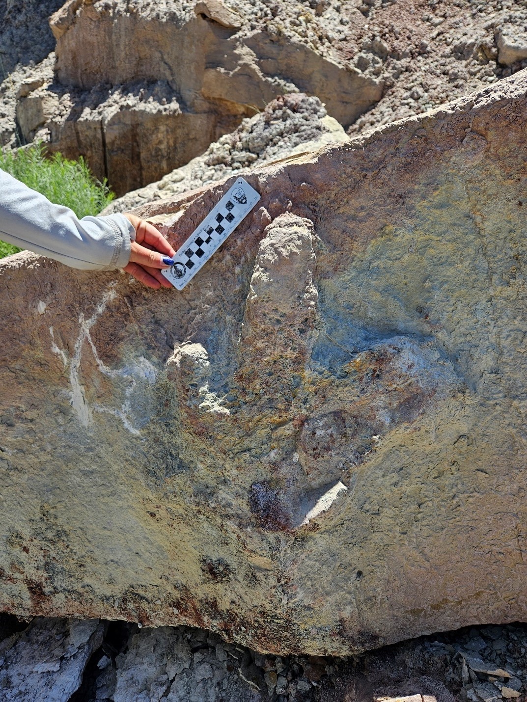 Paleontology - Colorado National Monument (U.S. National Park Service)
