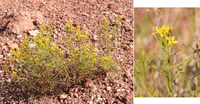 Snakeweed - Colorado National Monument (U.S. National Park Service)