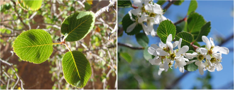 Utah Serviceberry - Colorado National Monument (U.S. National Park Service)