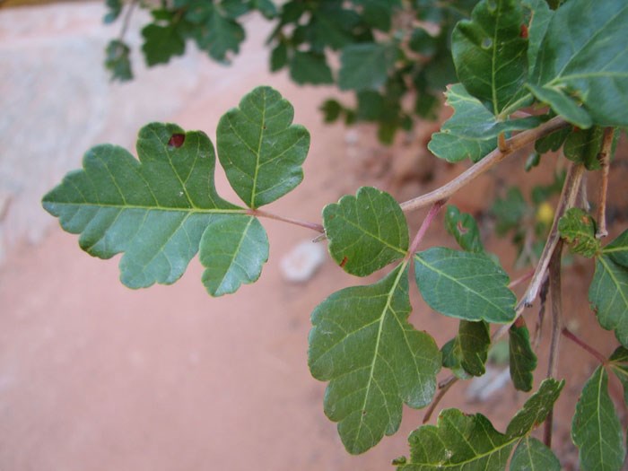 Skunkbush - Colorado National Monument (U.S. National Park Service)