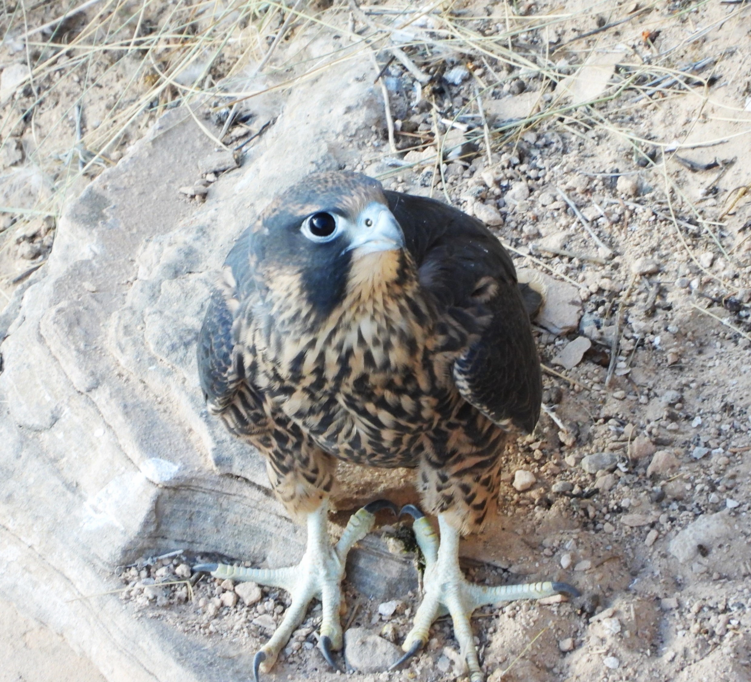 Rock Climbing - Colorado National Monument (U.S. National Park Service)