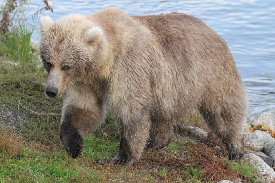 Fat Bear Week 2021 - Katmai National Park & Preserve (U.S. National ...