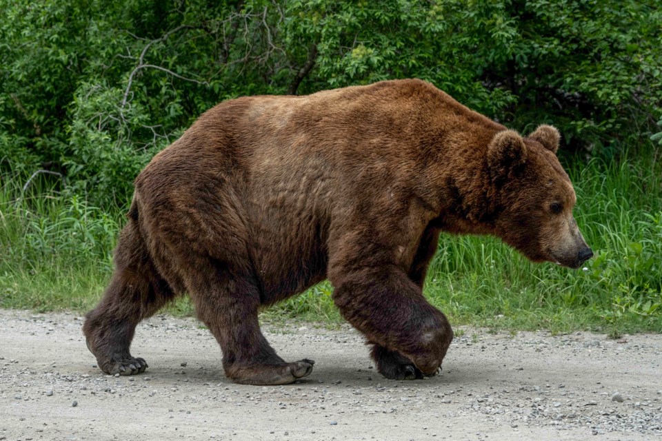Fat Bear Week 2021 - Katmai National Park & Preserve (U.S. National ...