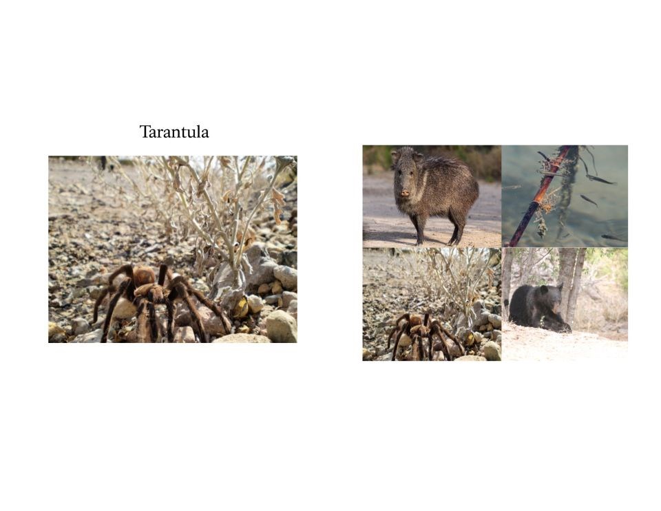 Kids & Youth - Big Bend National Park (U.S. National Park Service)