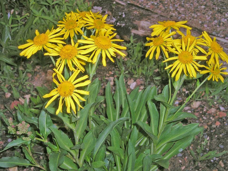 Orange Sneezeweed - Cedar Breaks National Monument (U.S. National Park ...
