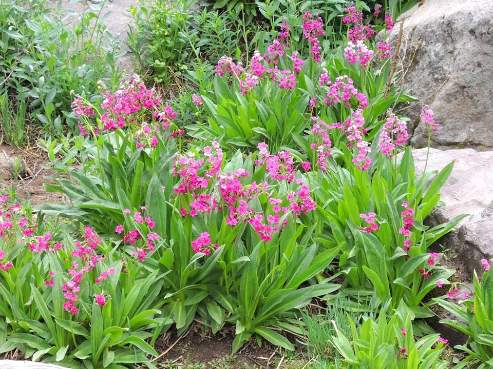 Parry Primrose - Cedar Breaks National Monument (U.S. National Park ...