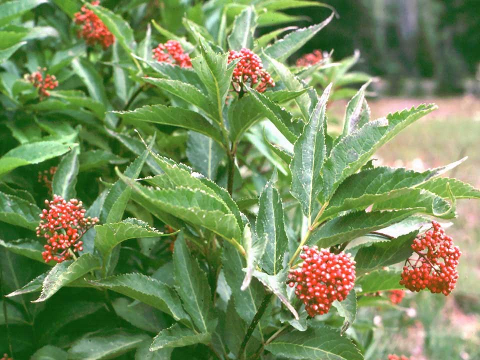 Red Elderberry - Cedar Breaks National Monument (U.S. National Park ...