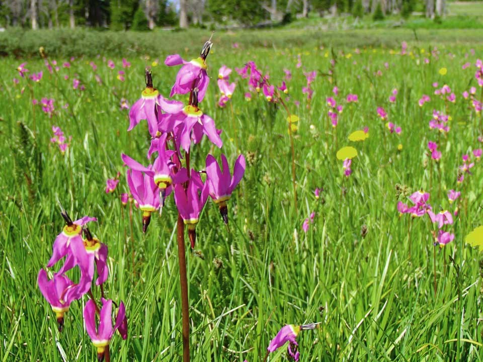 Pretty Shooting Star - Cedar Breaks National Monument (U.S. National ...
