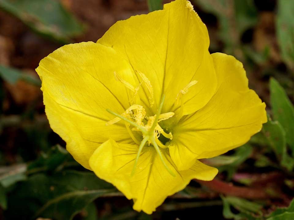 Yellow Evening Primrose - Cedar Breaks National Monument (U.S. National ...